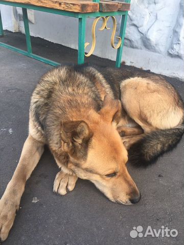 Найден пес по кличке Бублик