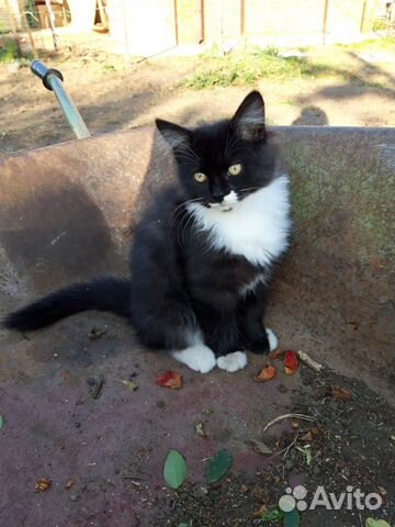 Котята Ловят мышей