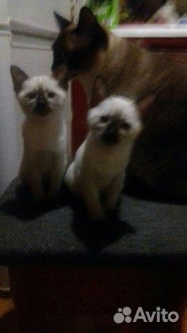 Сиамские котята