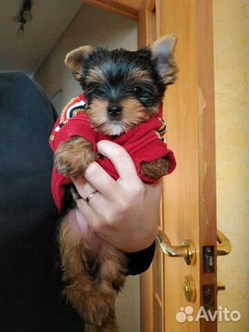 Продам щенят Йркширского терьера