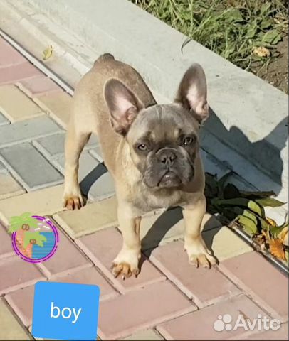 Французята