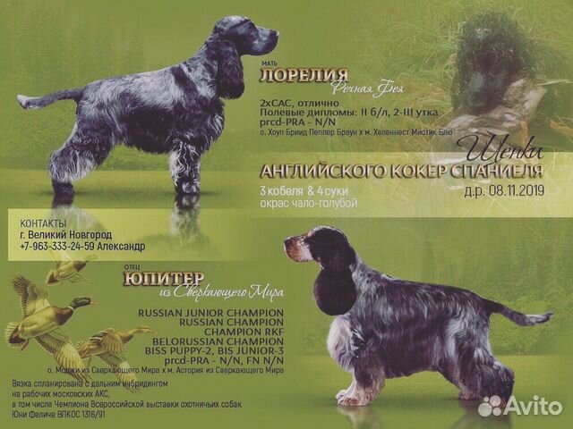 Щенки английского Кокер спаниеля
