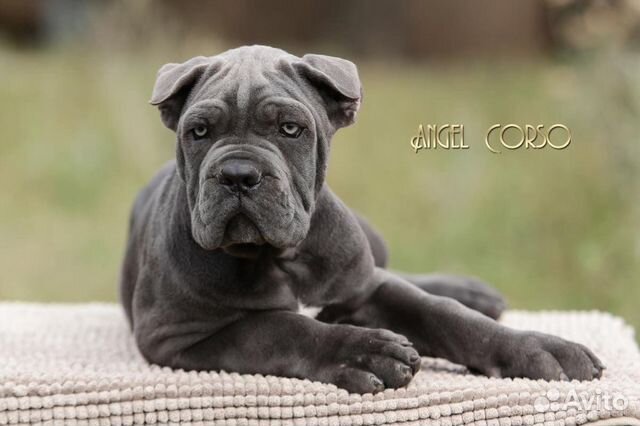 Ангел Корсо - шик, красота и мощь