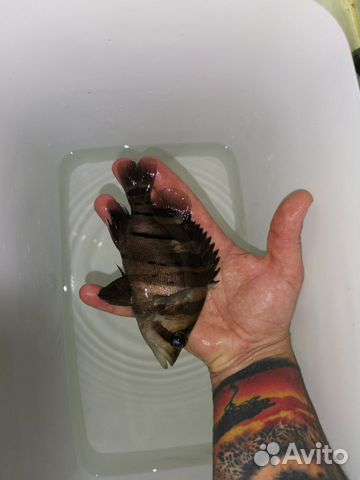 Тигровый Окунь