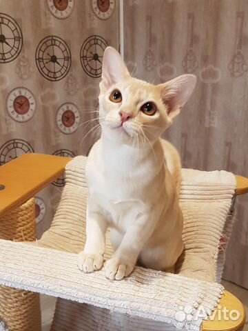 Бурманский мальчик