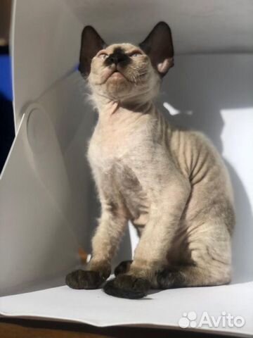 Кошка Донского Сфинкса