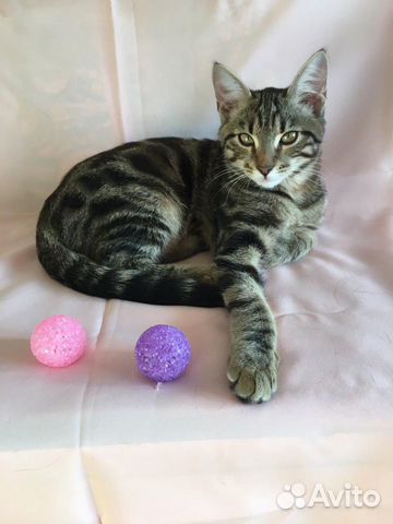 Котенок в дар