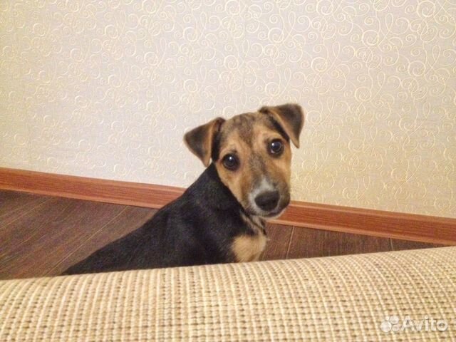 Отдам щенка в хорошие руки