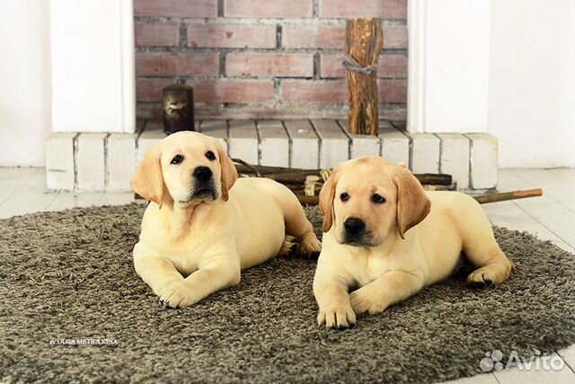 Щенки палевые. Американские и Финские линии