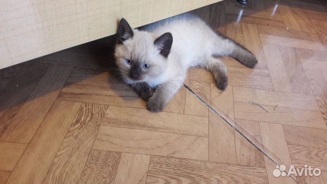 Шотландский скотиш-страйт(полукровка)