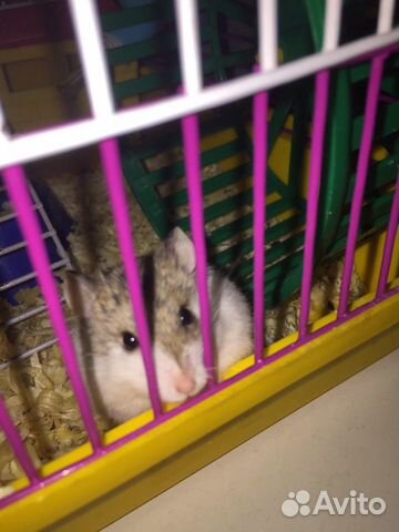 Хомячок джунгарик