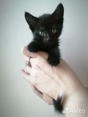 Котята. Смесь тайской и ирландской породы