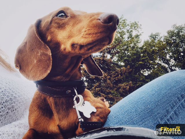 Кобель, вязка