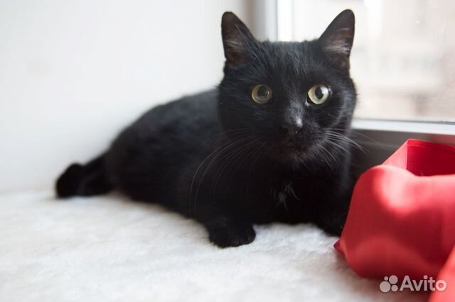 В хорошие руки кошечка