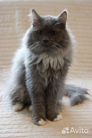 Кот
