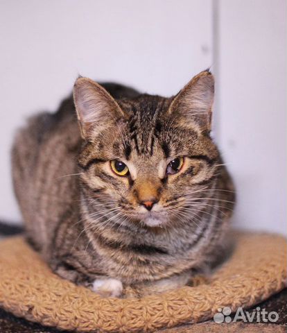 Особенный котик Кузя