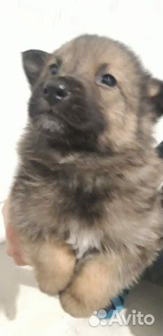 Щенок пушистый мальчик 1 месяц