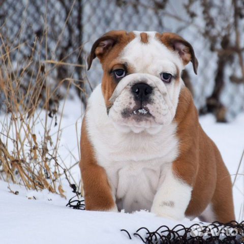 Шикарный англичанин