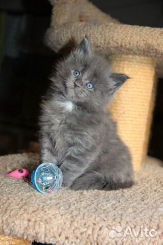 Котик голубой солидный с белым