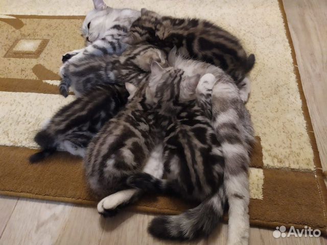 Продам шотландских котят