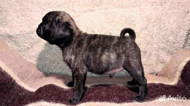 Щенки мопса