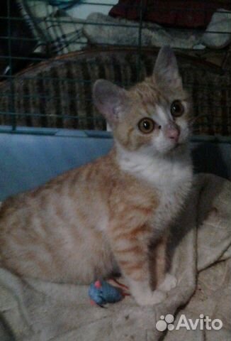 Рыжее солнышко Вилли