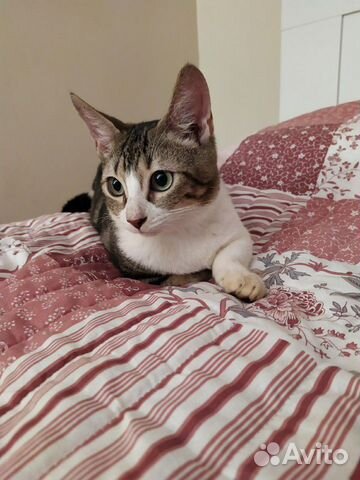 Котенок Бамбосик