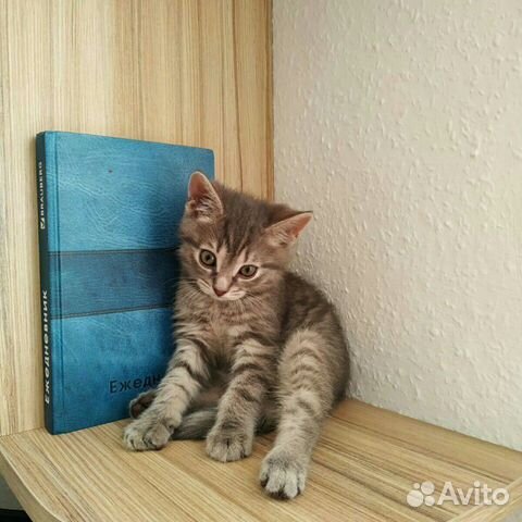 Котенок 2.5месяца британский