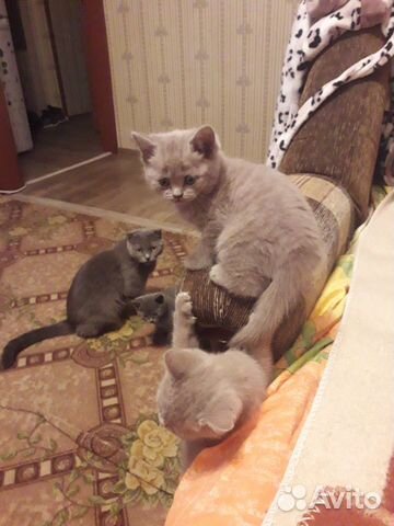 Котята
