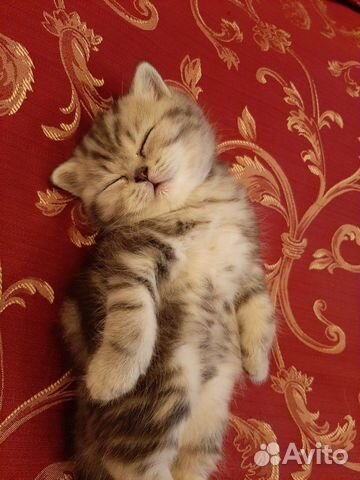 Шотландские малыши