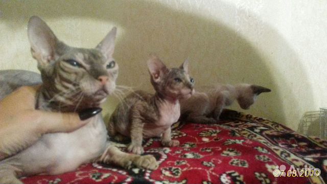 Донской сфинкс котята