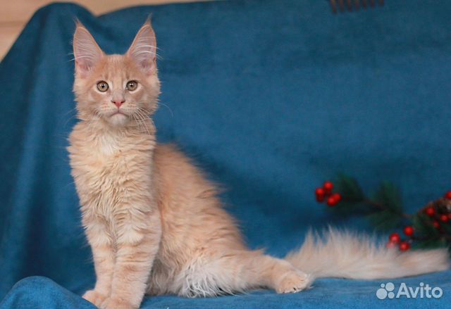 Рыжий красотун