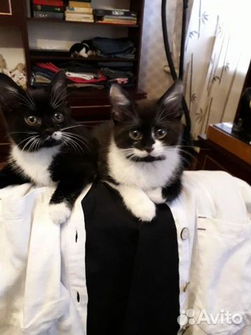 Котята от британского кота и обычной кошки