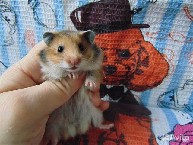 Сирийские, ангорские хомяки - девочки, клетки