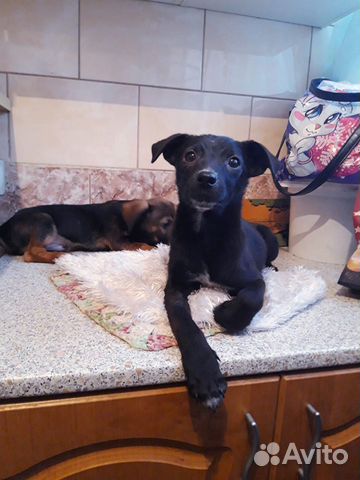 Мартин 7 мес 30-35 см в холке