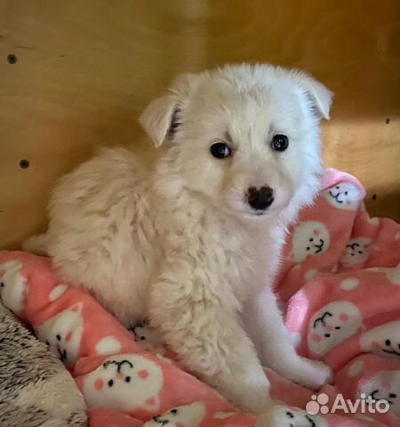 Маленький белый щеночек ищет дом