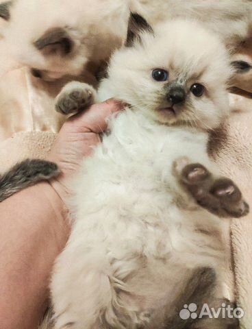 Невская маскарадная