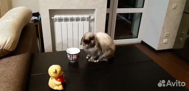 Кролик карликовый сатиновый баран