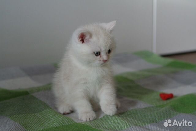 Шотландский котёнок