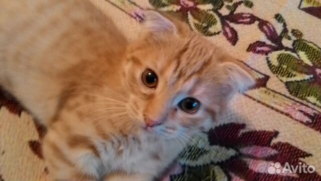 Ласковый пушистик (вислоухий)