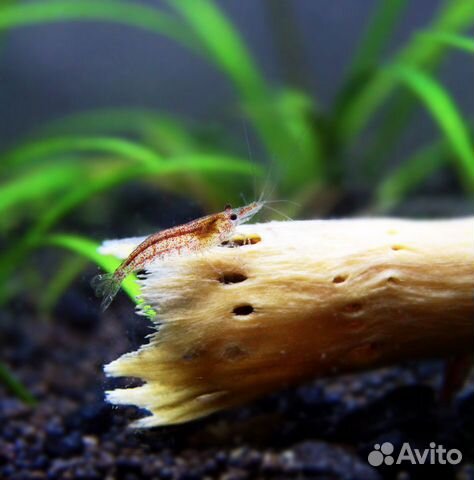 Креветки "Вишня" (выбраковка)