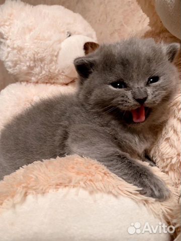 Британские котята