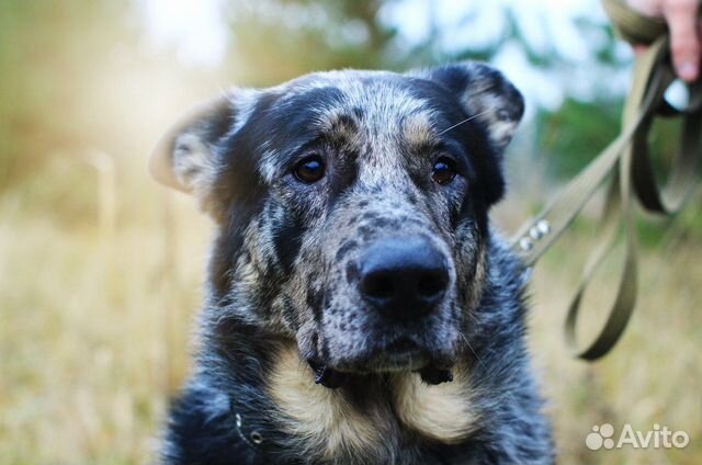 Фил ищет дом