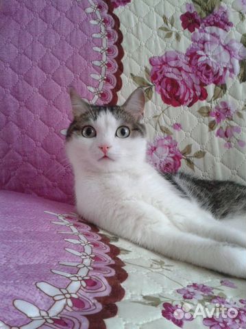 Смешной котик Нафаня ищет дом