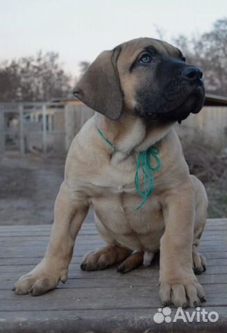 Канарский Дог (Преса Канарио, Dogo сanario)