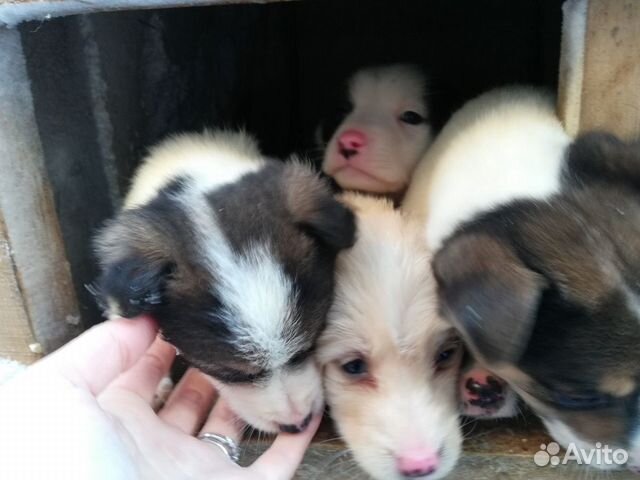 Щенки. Пристрой