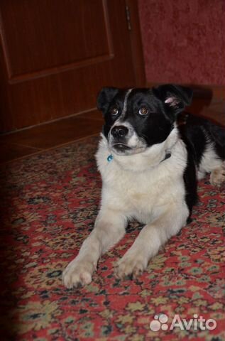 Веселый щенок Оливер ищет своего хозяина