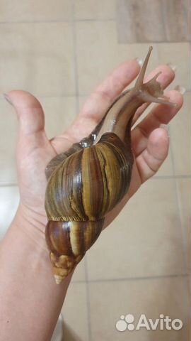 Улитки Ахатины