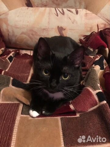 Кошка в добрые руки