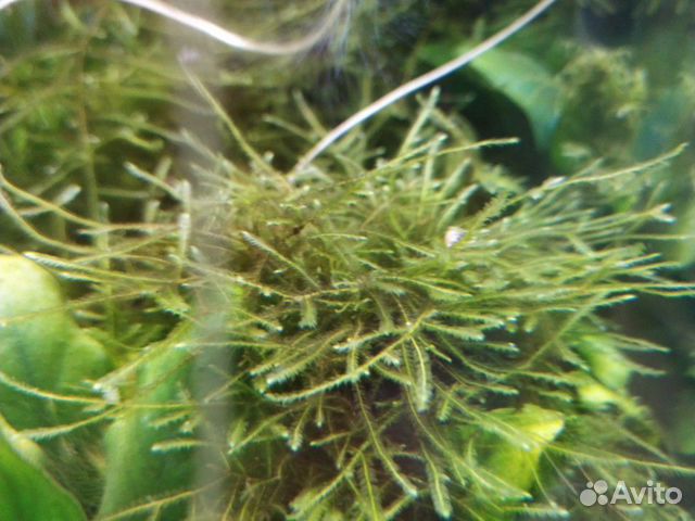 Мох яванский,ротала индийская